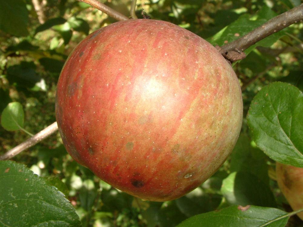 Apple (Malus domestica 'Chandler') in the Apples Database - Garden.org