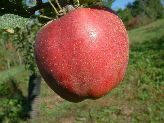 Apple (Malus domestica 'Fanny') in the Apples Database - Garden.org
