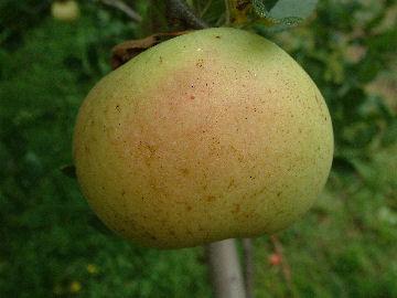 Apple (Malus domestica 'Polly Eades') in the Apples Database - Garden.org