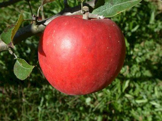Apple (Malus domestica 'Black Limbertwig') in the Apples Database - Garden.org