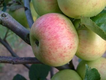 Apple (Malus domestica 'Lowland Raspberry') in the Apples Database ...