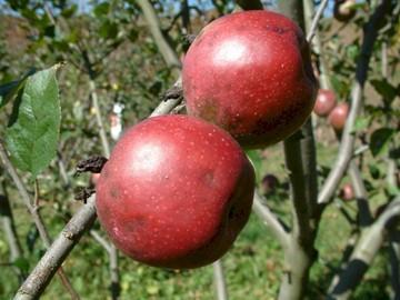 Apple (Malus domestica 'Mattamuskeet') in the Apples Database - Garden.org