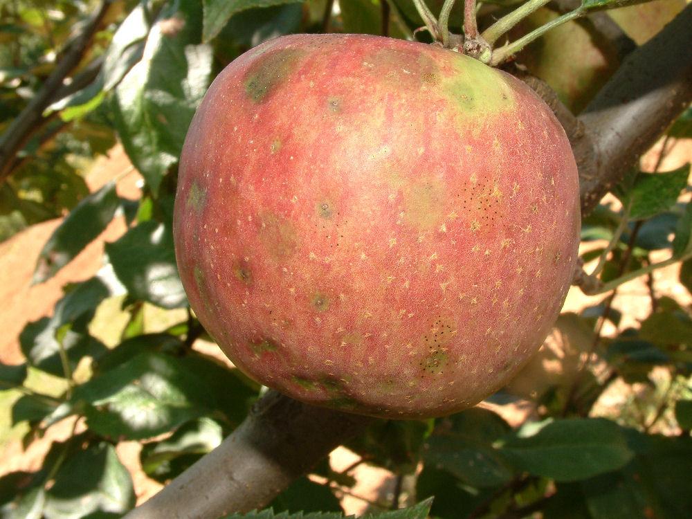 Apple (Malus domestica 'Red Royal Limbertwig') in the Apples Database - Garden.org