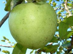 Apple (Malus domestica 'Virginia Greening') in the Apples Database - Garden.org