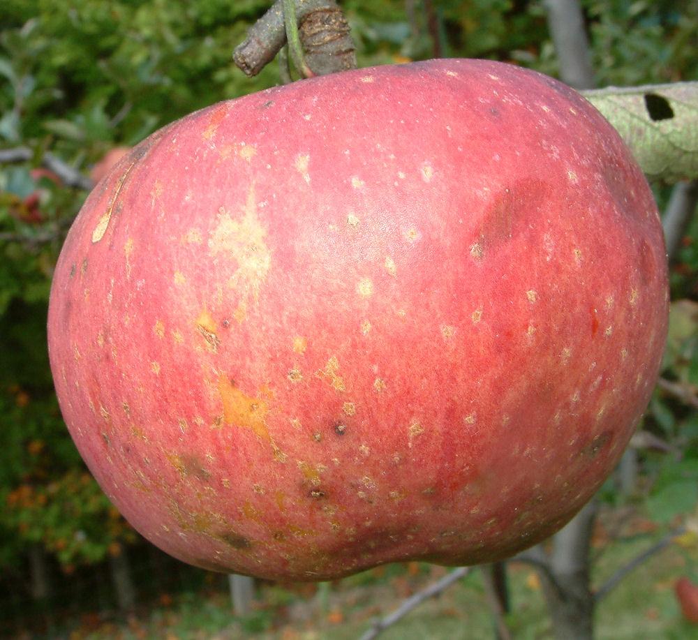 Apple (Malus domestica 'Smith Seedling') in the Apples Database - Garden.org