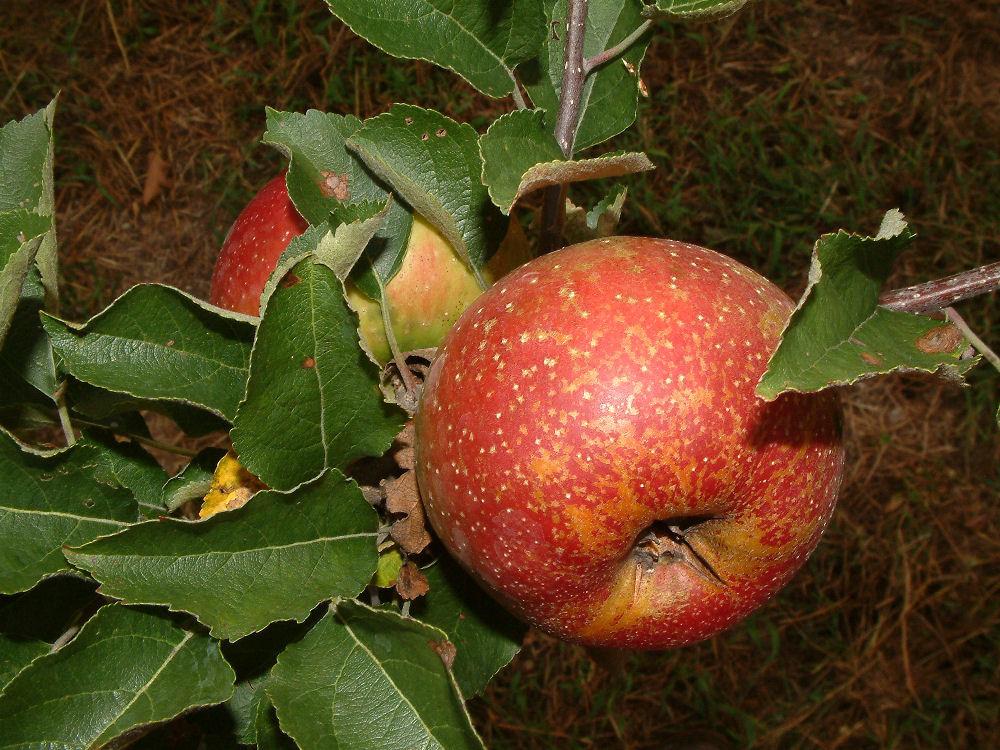 Apple (Malus domestica 'Oliver') in the Apples Database - Garden.org