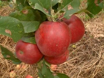 Apple (Malus domestica 'Lugar Red') in the Apples Database - Garden.org