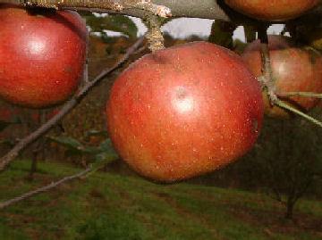 Apple (Malus domestica 'Nickajack') in the Apples Database - Garden.org