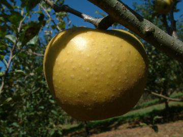 Apple (Malus domestica 'Razor Russet') in the Apples Database - Garden.org
