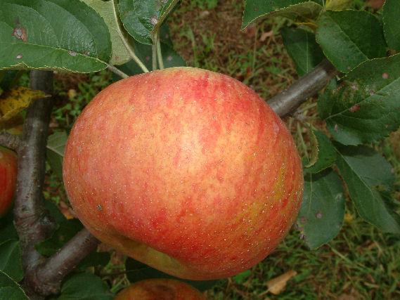 Apple (Malus domestica 'Buckingham') in the Apples Database - Garden.org