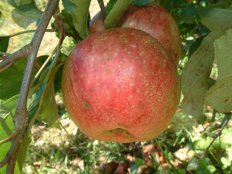 Apple (Malus domestica 'Mrs. Bryan') in the Apples Database - Garden.org