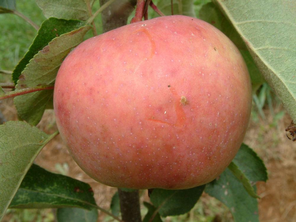 Apple (Malus domestica 'Jake's Seedling') in the Apples Database - Garden.org