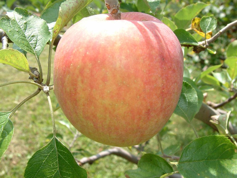 Apple (Malus domestica 'Summer Orange') in the Apples Database - Garden.org