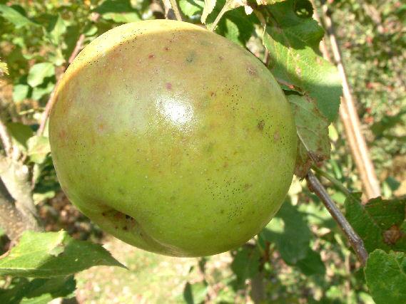 Apple (Malus domestica 'Huntsman') in the Apples Database - Garden.org