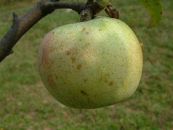 Apple (Malus domestica 'Cotton Sweet') in the Apples Database - Garden.org