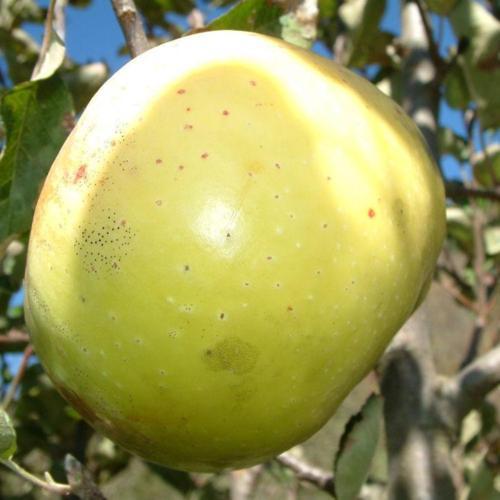 Apple (Malus domestica 'Gloria Mundi') in the Apples Database - Garden.org