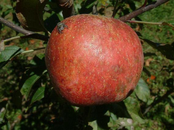 Apple (Malus domestica 'Tenderskin') in the Apples Database - Garden.org