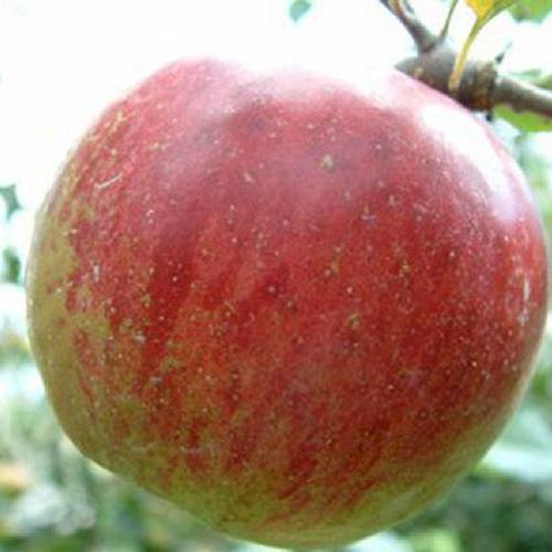 Apple (Malus domestica 'Ben Davis') in the Apples Database - Garden.org