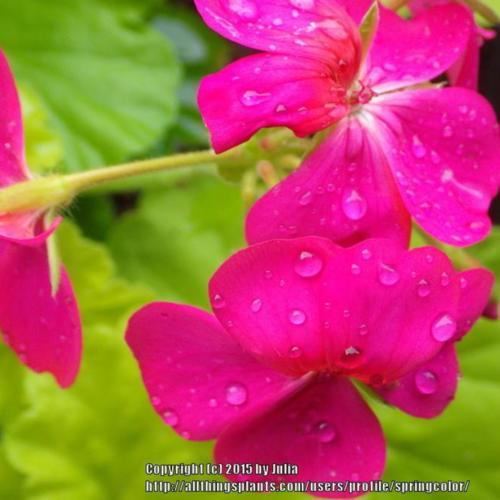 Fish Geranium (Pelargonium x hortorum 'Persian Queen') in the ...