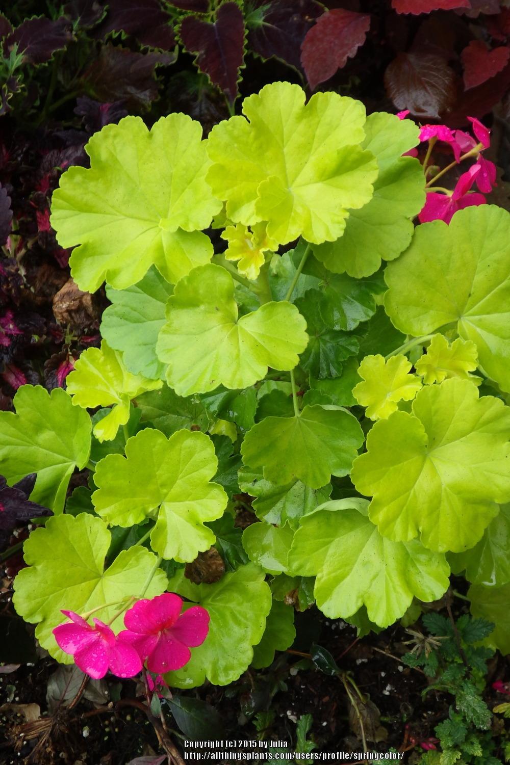 Photo of the entire plant of Fish Geranium (Pelargonium x hortorum ...