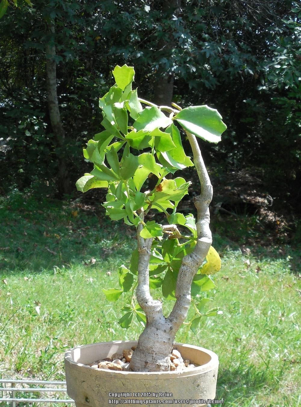 Photo of the entire plant of Cyphostemma (Cyphostemma quinatum) posted ...