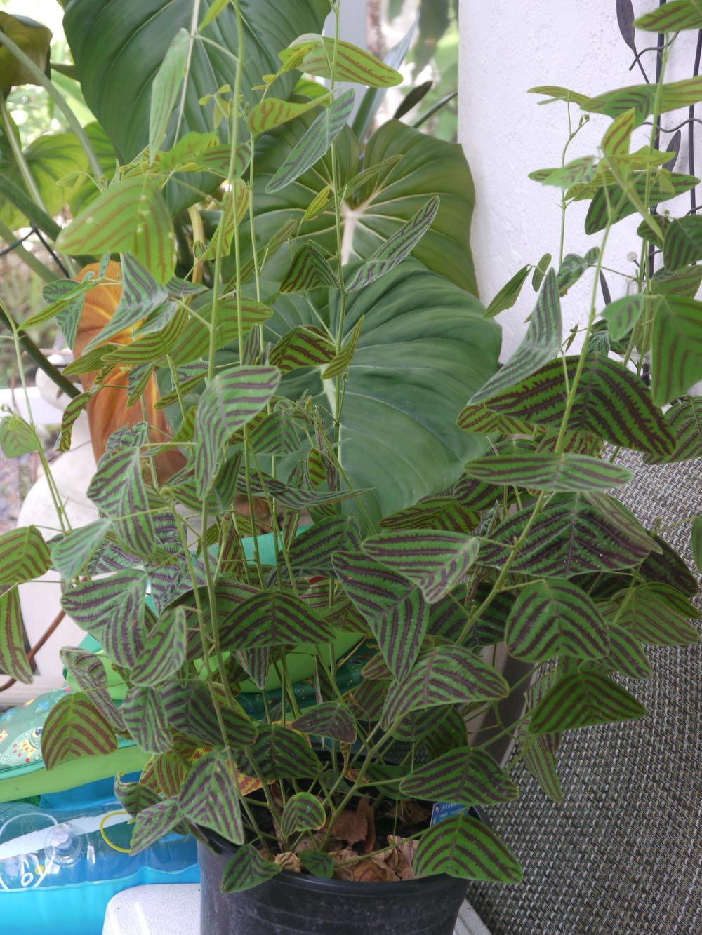 Swallowtail Plant (Christia obcordata) in the Florida Gardening forum ...