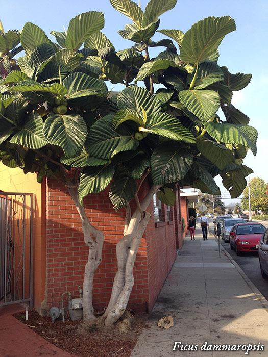 Dinner Plate Fig (Ficus dammaropsis) - Garden.org