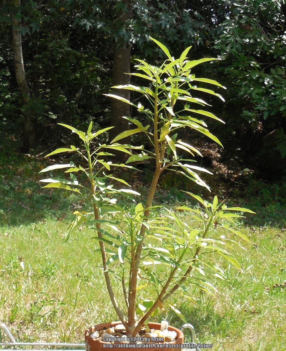 Jatropha capensis - Garden.org