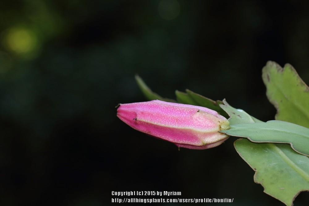 Climbing Cactus (Epiphyllum phyllanthus) in the Epiphyllum Database ...
