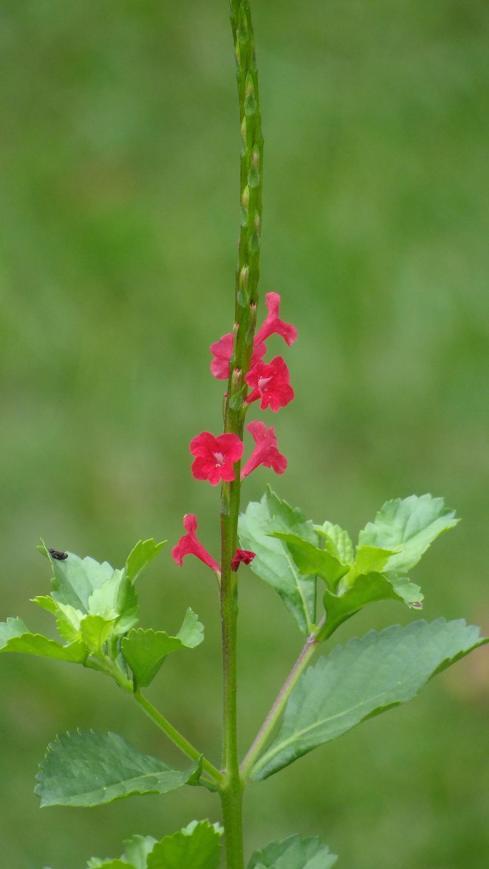 Photo of the bloom of Red Porterweed (Stachytarpheta mutabilis) posted ...
