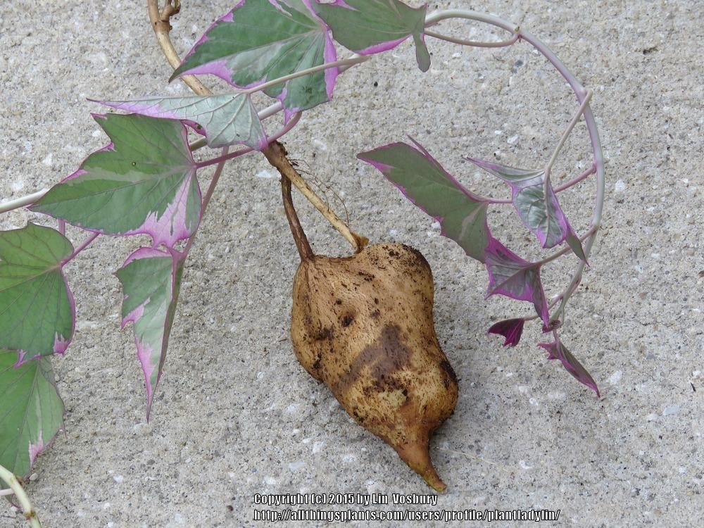 Photo of the roots of Ornamental Sweet Potato (Ipomoea batatas ...