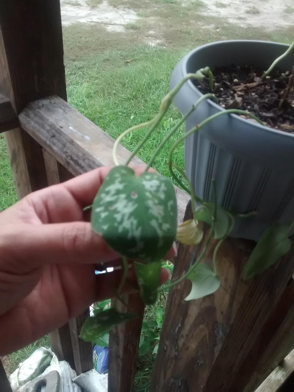 Worried about this plant in the Houseplants forum - Garden.org