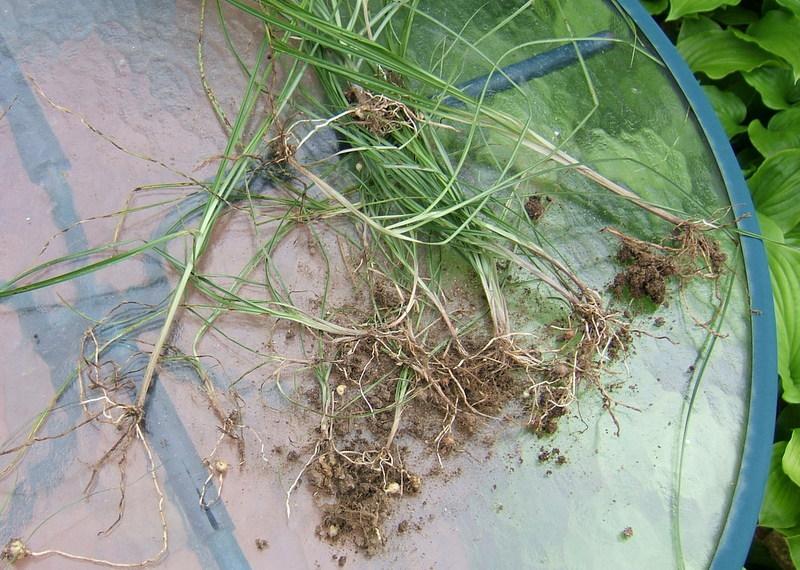 Cyperus rotundus subsp. rotundus - Garden.org
