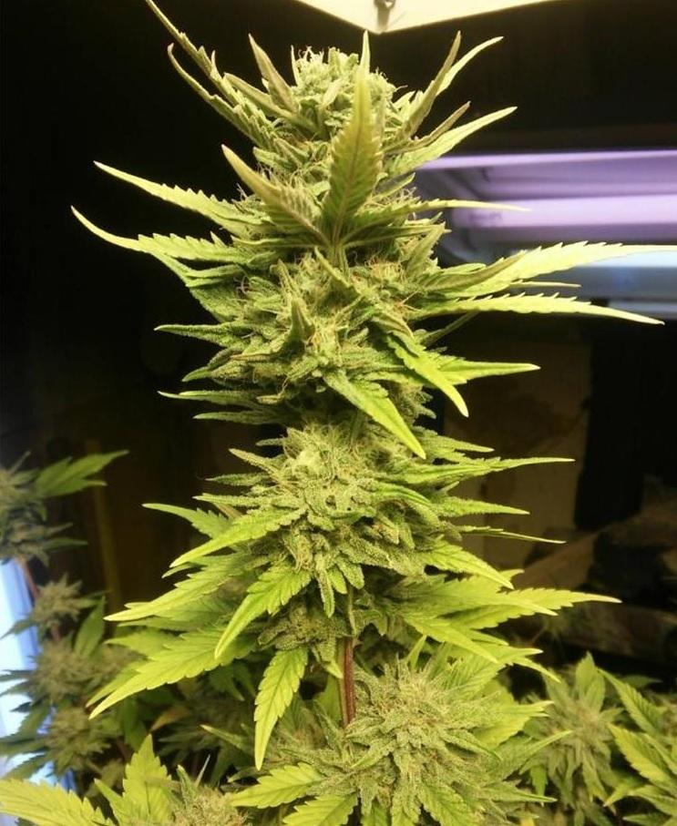 Marijuana (Cannabis 'Trainwreck') - Garden.org