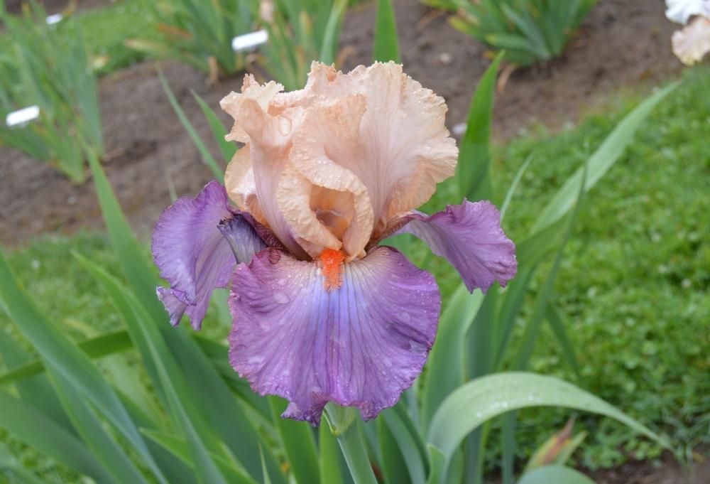 Tall Bearded Iris (Iris 'Queen for a Day') in the Irises Database ...