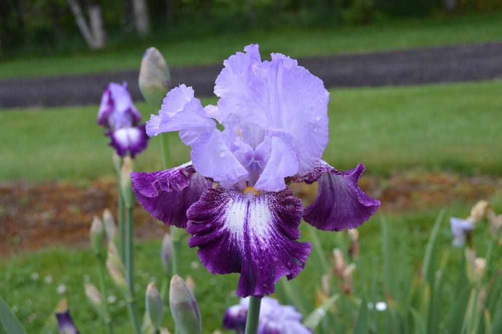 Tall Bearded Iris (Iris 'Rare View') in the Irises Database - Garden.org