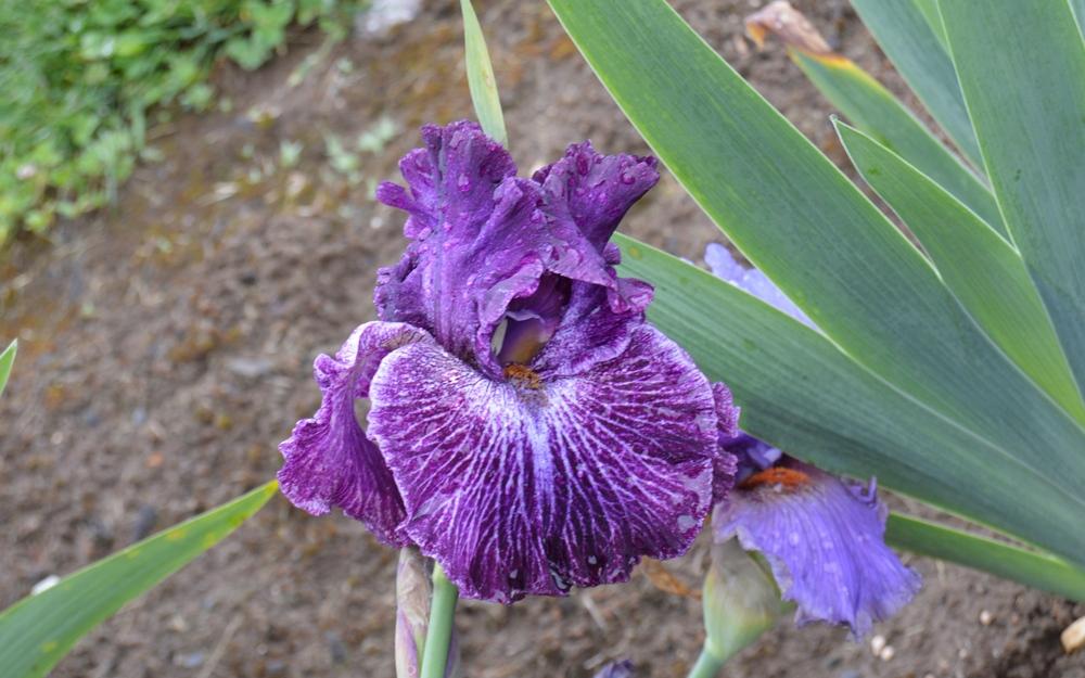 Photo of the bloom of Tall Bearded Iris (Iris 'Queen Eleanor of ...