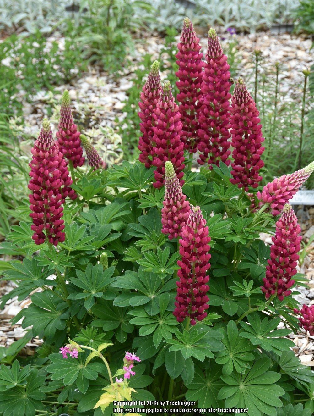 Photo of the bloom of Dwarf Lupine (Lupinus 'Gallery Red') posted by ...