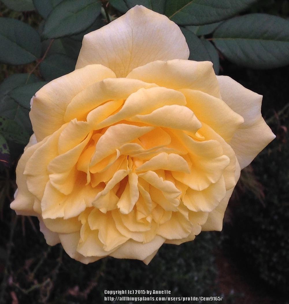 Rose (Rosa 'Welcome Home') in the Roses Database - Garden.org