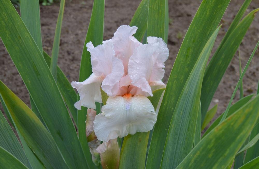 Border Bearded Iris (Iris 'Robin's Little Sister') in the Irises ...