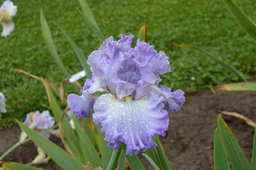 Tall Bearded Iris (Iris 'Ribbons and Lace') in the Irises Database ...