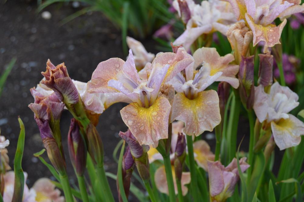 Photo of the bloom of Siberian Iris (Iris 'Sandy River Belle') posted by KentPfeiffer - Garden.org