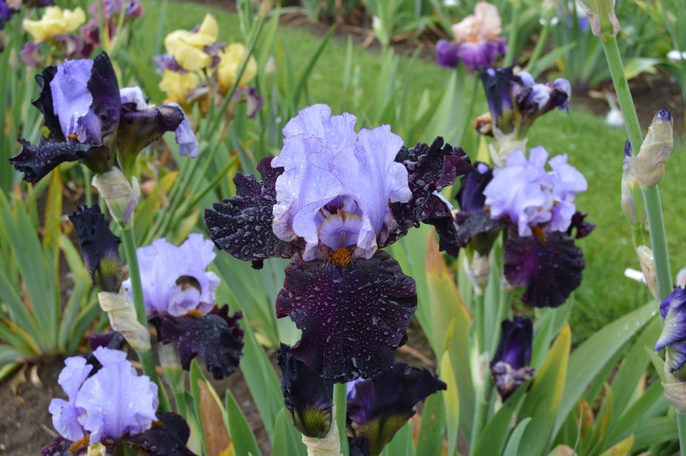 Tall Bearded Iris (Iris 'Romania, Romania') in the Irises Database - Garden.org