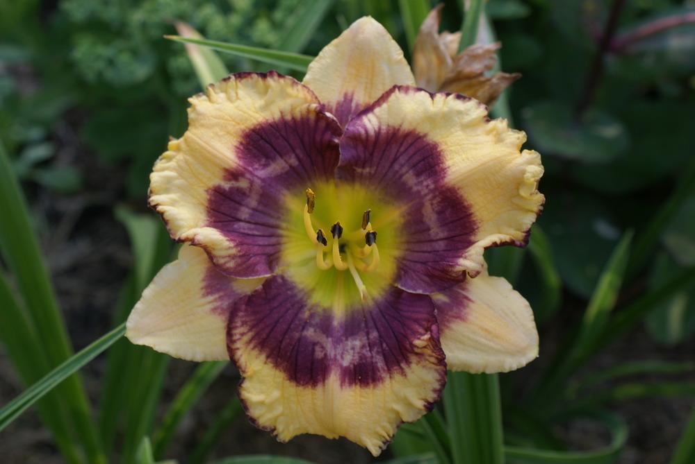Daylily (Hemerocallis 'Bold Awakening') in the Daylilies Database - Garden.org