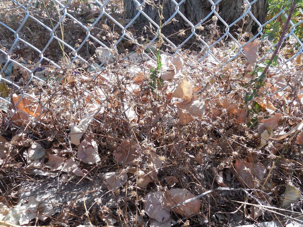 Madwort (Asperugo procumbens) - Garden.org