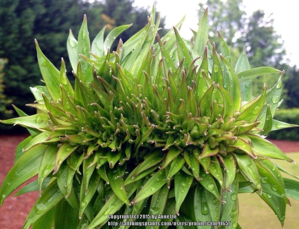 Fasciation is truly fascinating! in Fascinating Fasciation - Garden.org