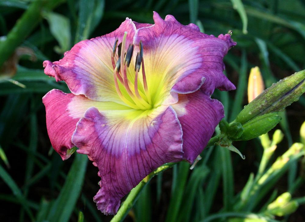 Daylily (Hemerocallis 'Blue Light Special') in the Daylilies Database ...