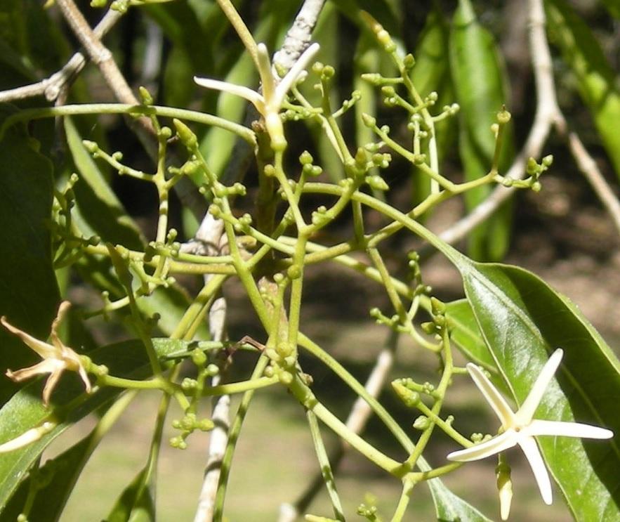 Alstonia constricta - Garden.org