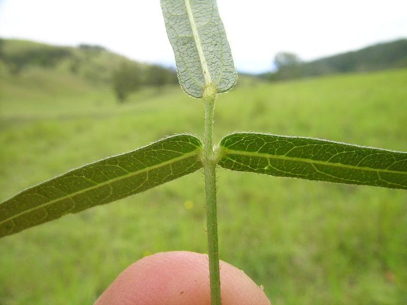 Vigna vexillata var. angustifolia - Garden.org