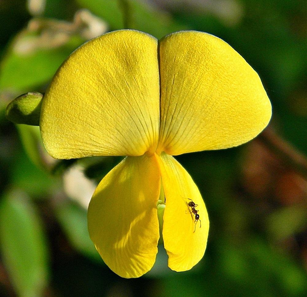 Yellow Vigna (Vigna luteola) - Garden.org
